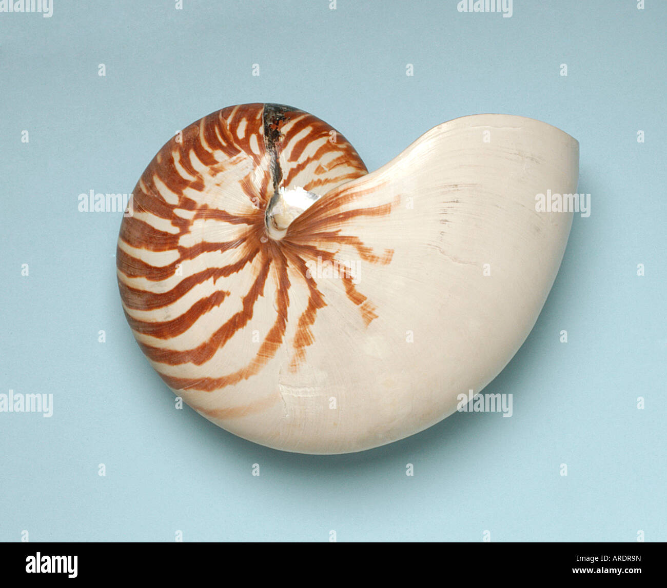 Shell of Nautilus pompilius, marine cephalopod, living fossil Stock ...