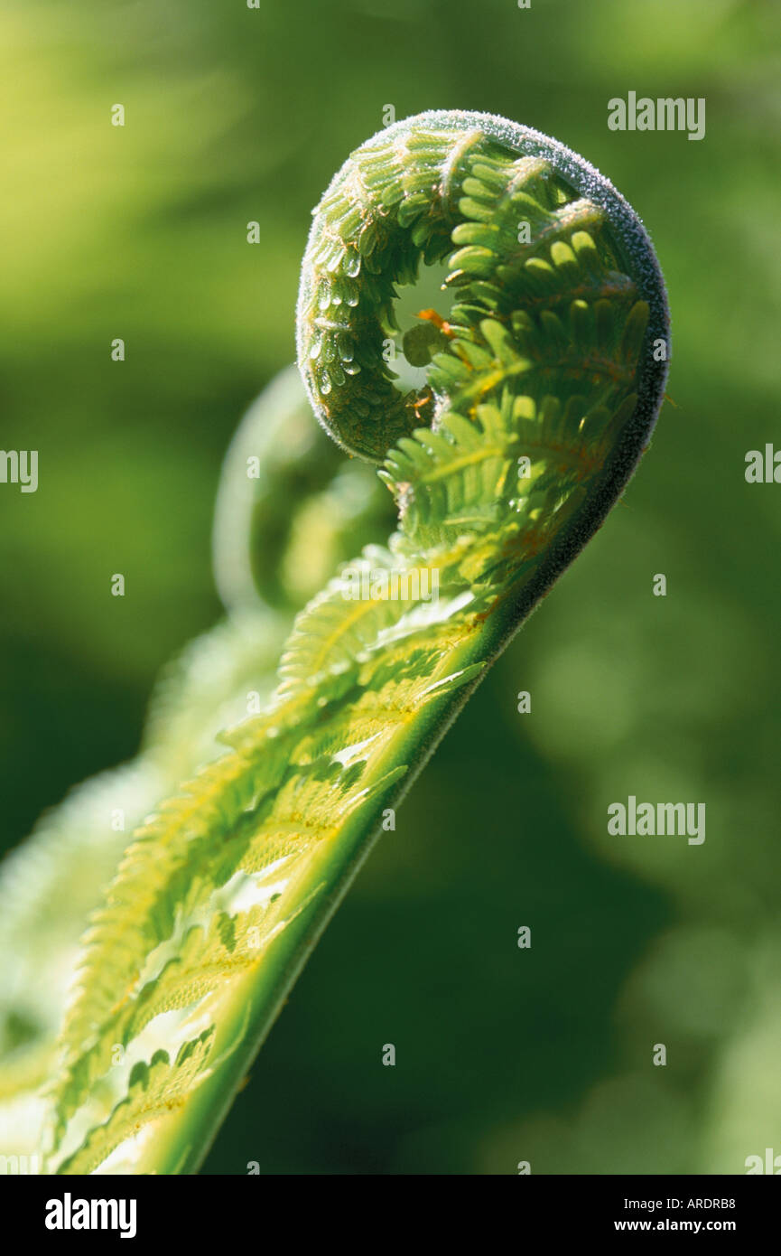 Unfurling bloom hi-res stock photography and images - Alamy