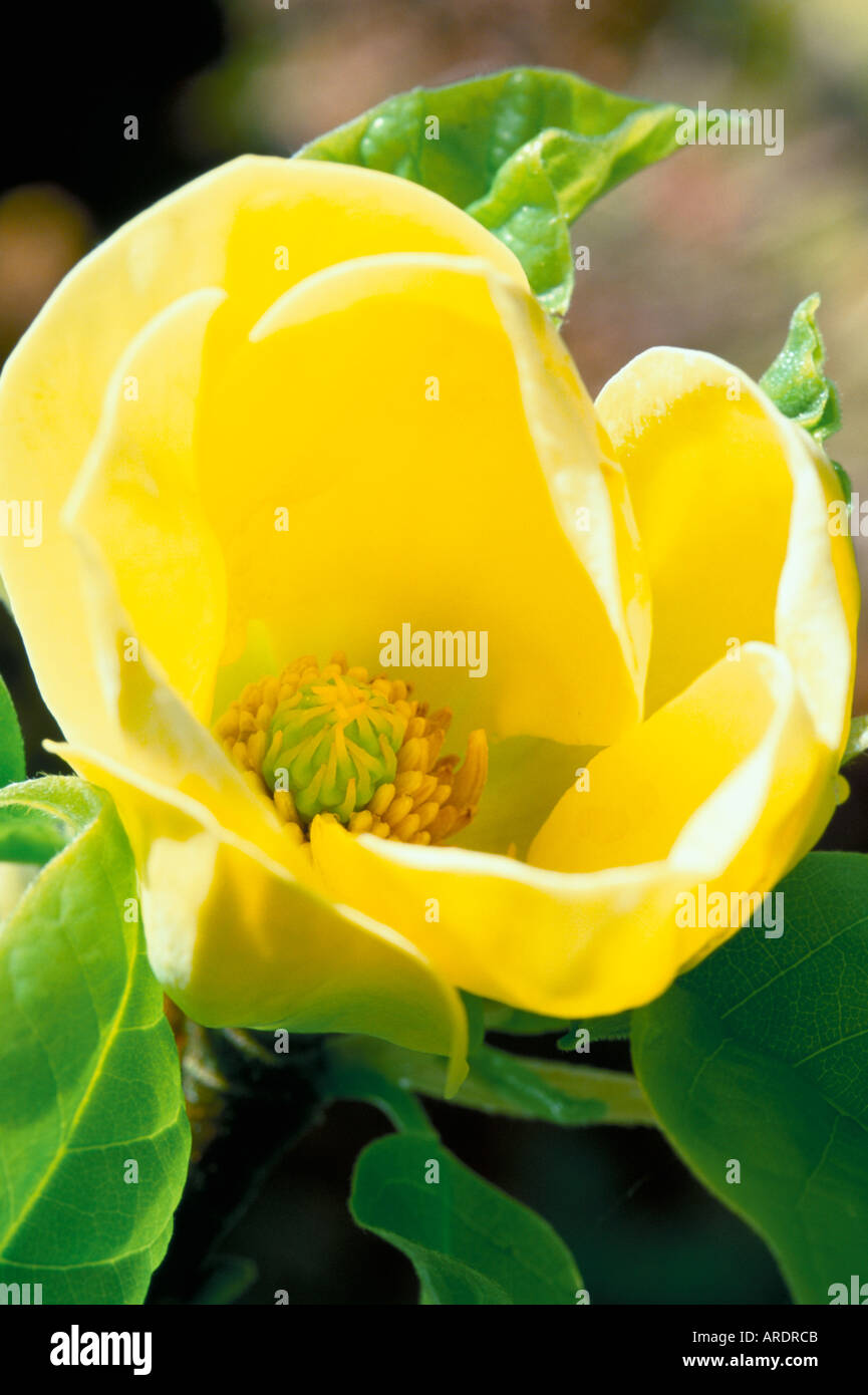 Magnolia Yellow Bird Stock Photo - Alamy