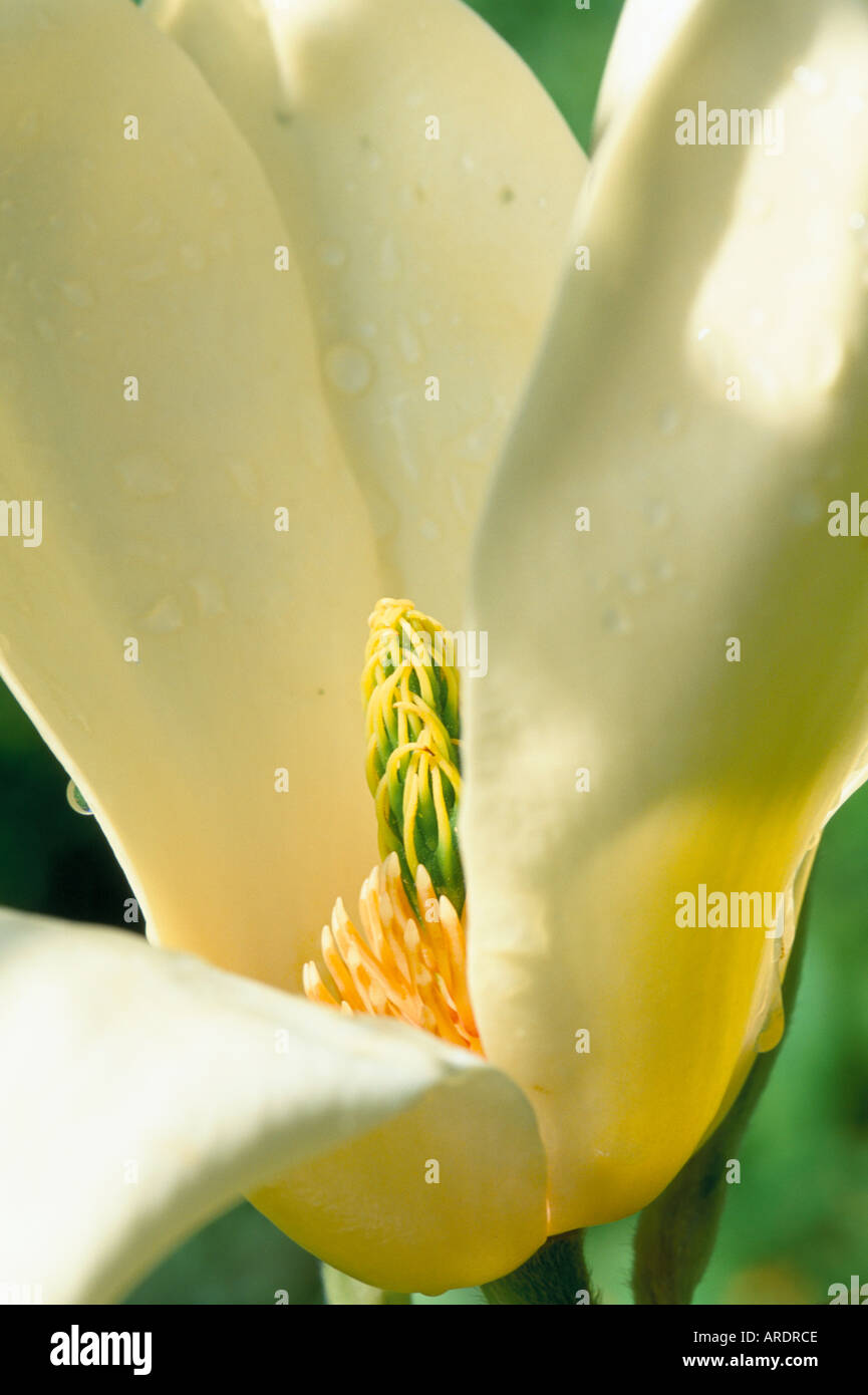 Magnolia Yellow Fever Stock Photo - Alamy