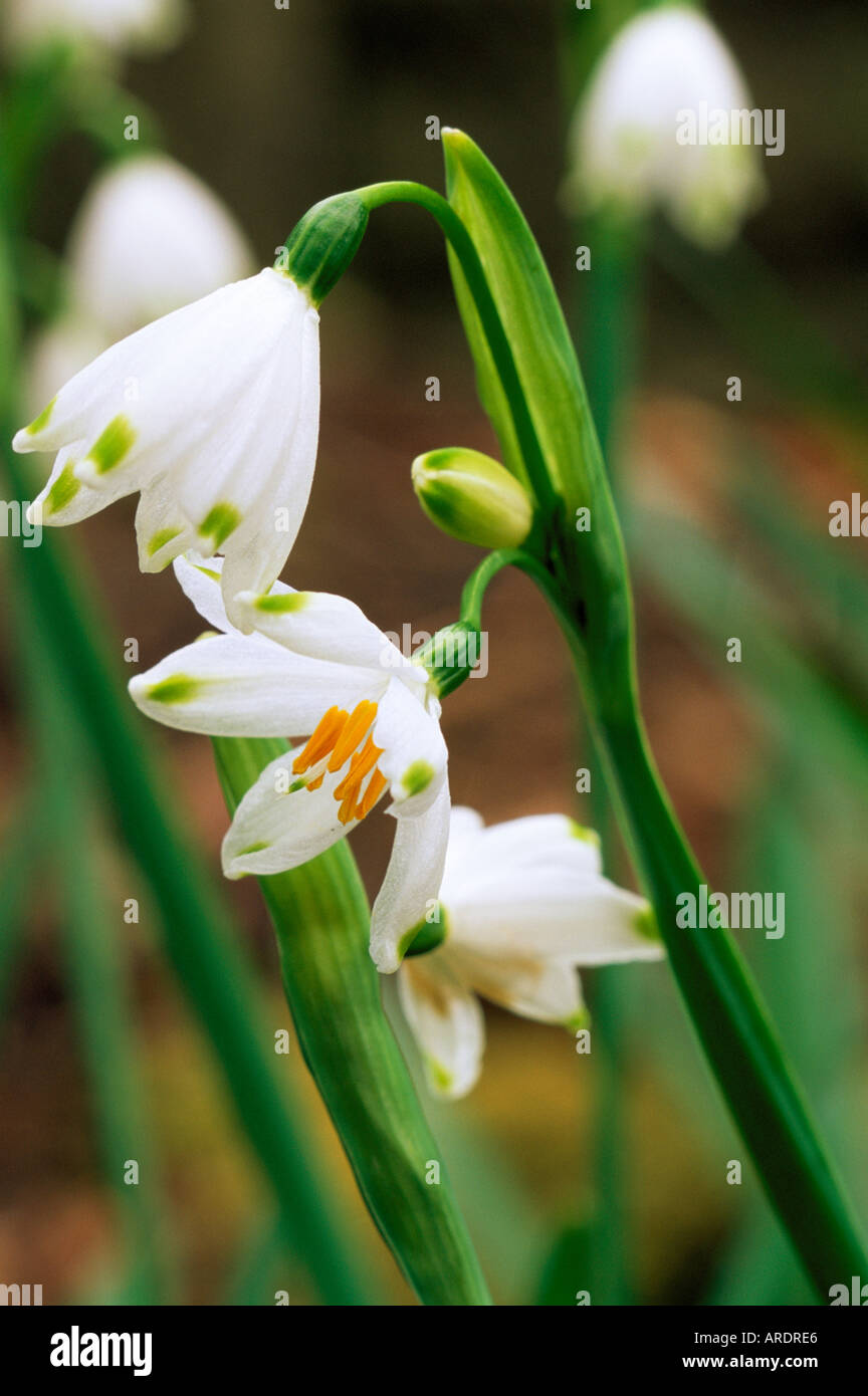 Leucojum aestivum pulchellum hi-res stock photography and images - Alamy