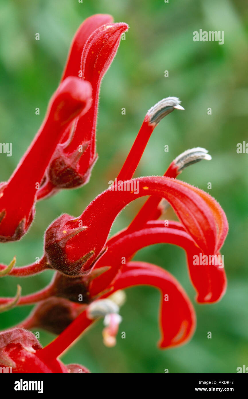 Tupa hi-res stock photography and images - Alamy