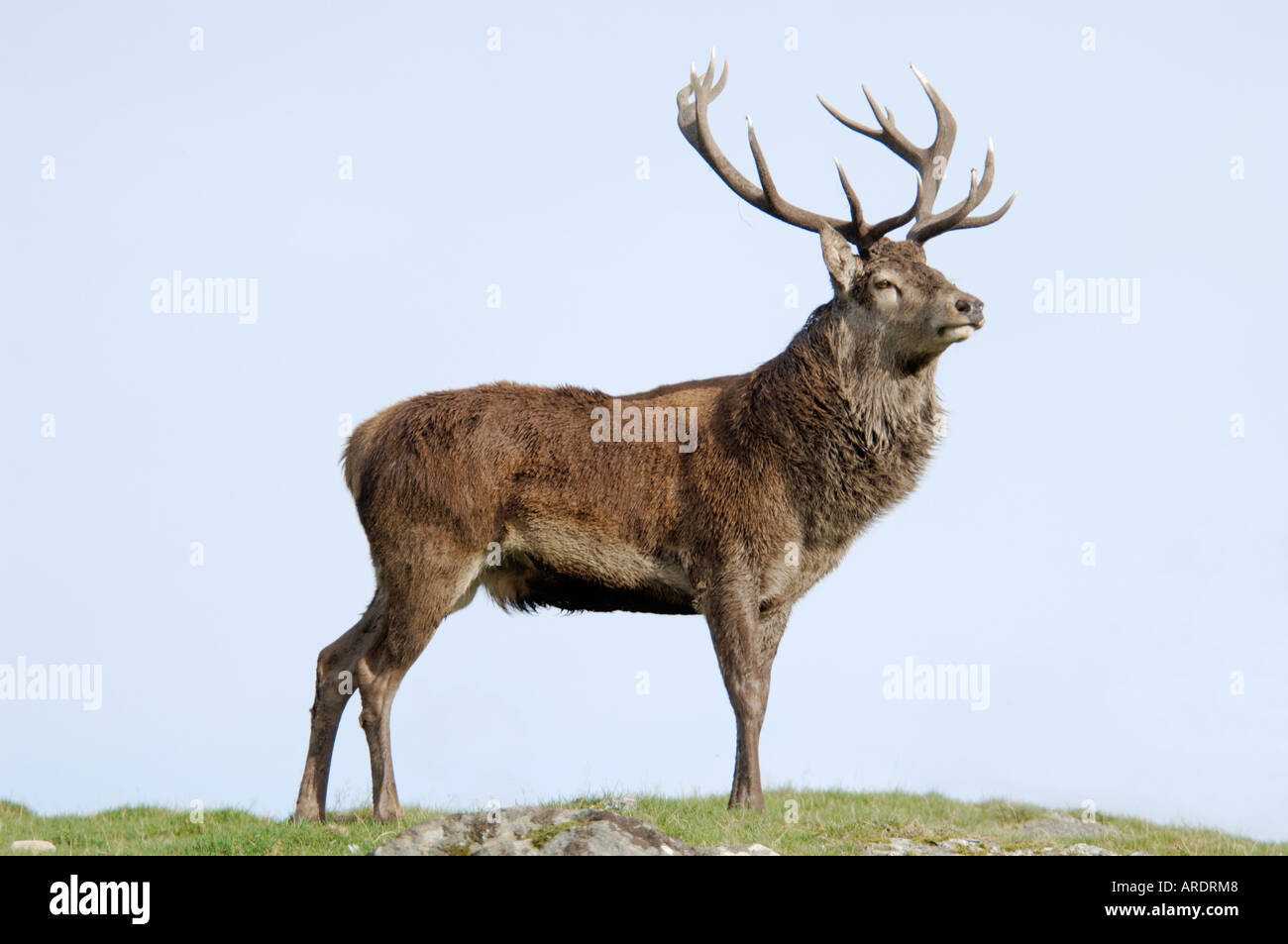 Biggest red deer stag hi-res stock photography and images - Alamy