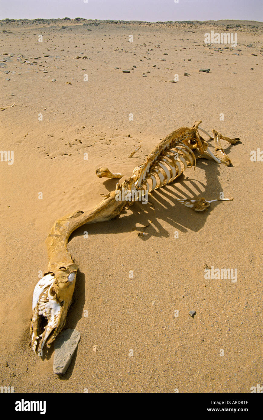 Skeleton of camel hi-res stock photography and images - Alamy