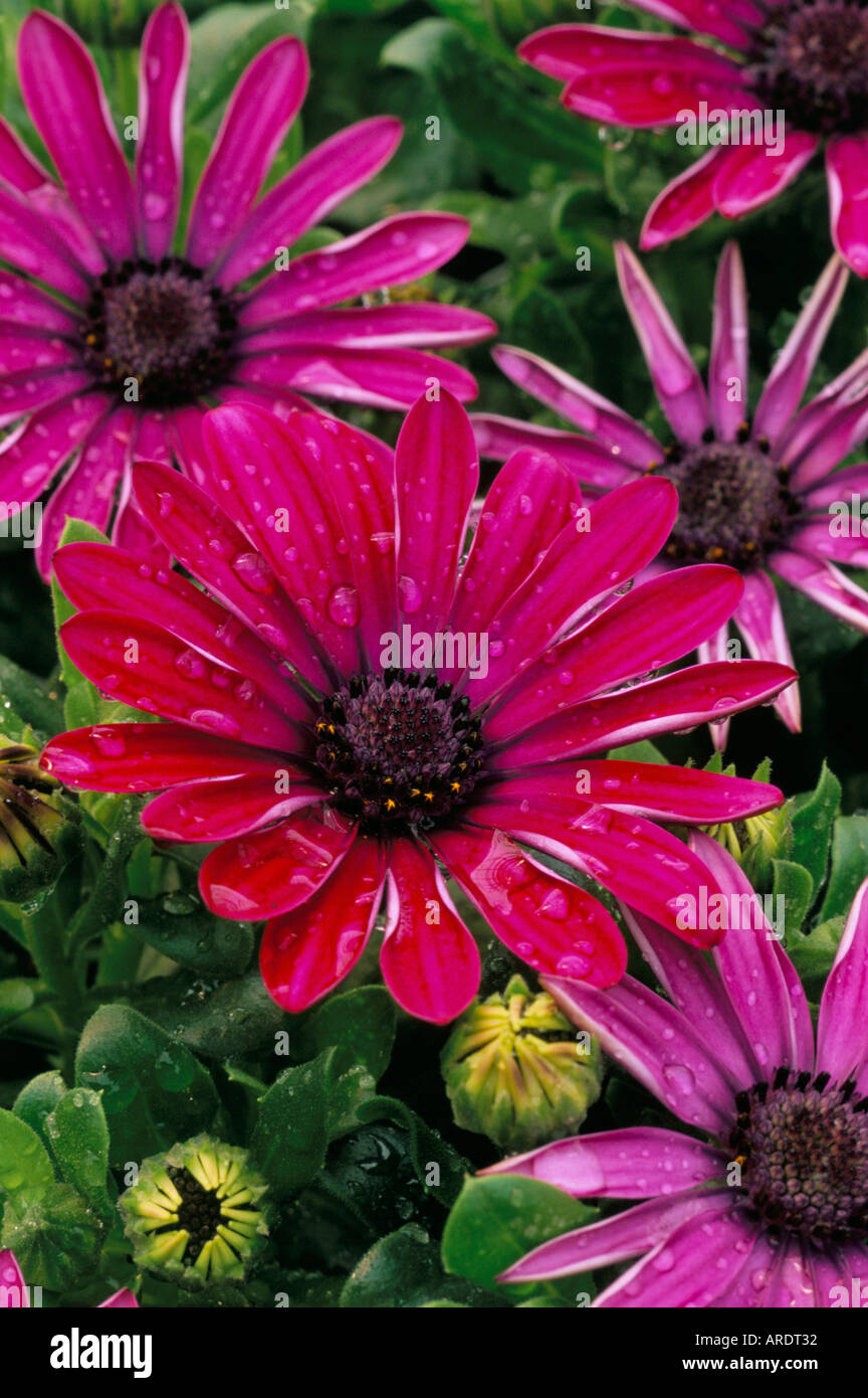 Osteospermum red hi-res stock photography and images - Alamy