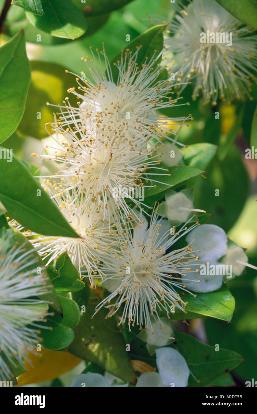 Myrtis communis hi-res stock photography and images - Alamy