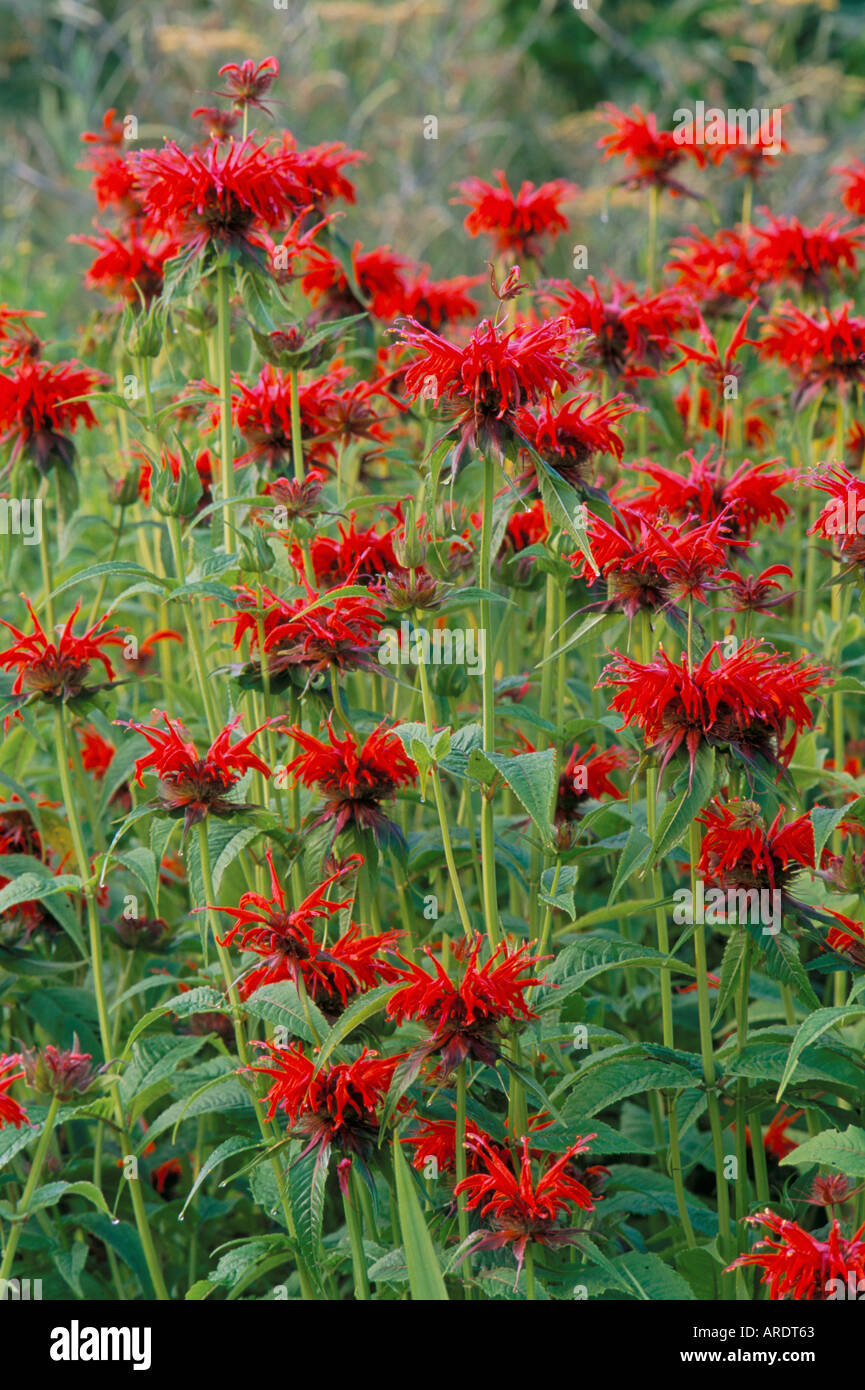 Monarda squaw red hi-res stock photography and images - Alamy