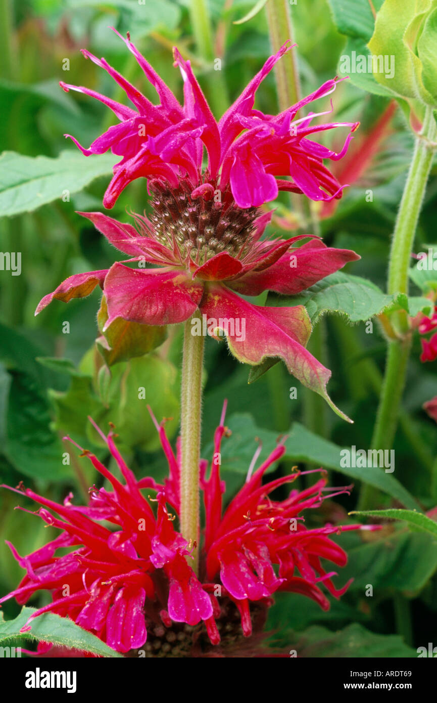 Monarda mahogany hi-res stock photography and images - Alamy