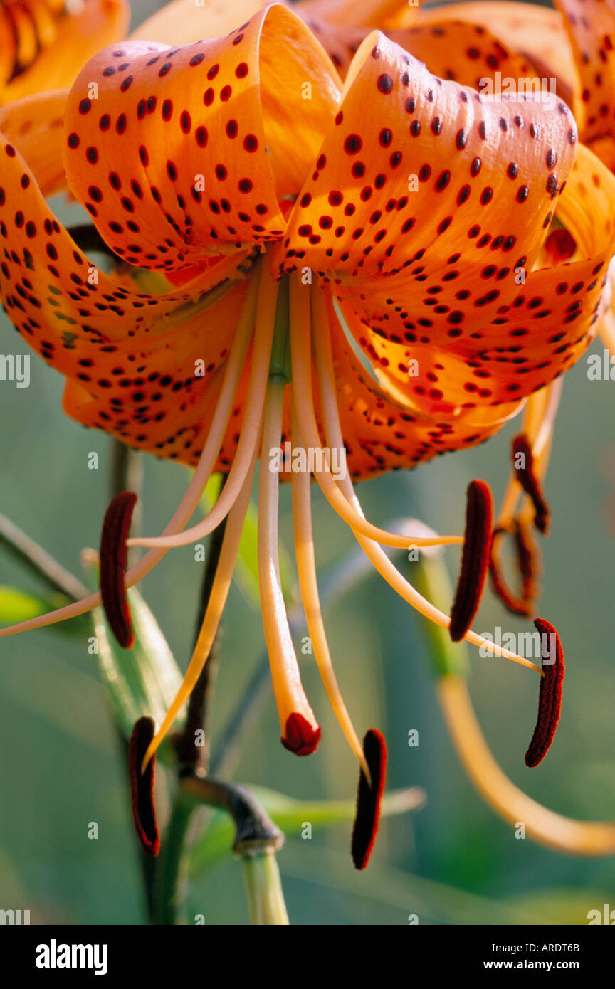 Tiger lily photography hi-res stock photography and images - Alamy