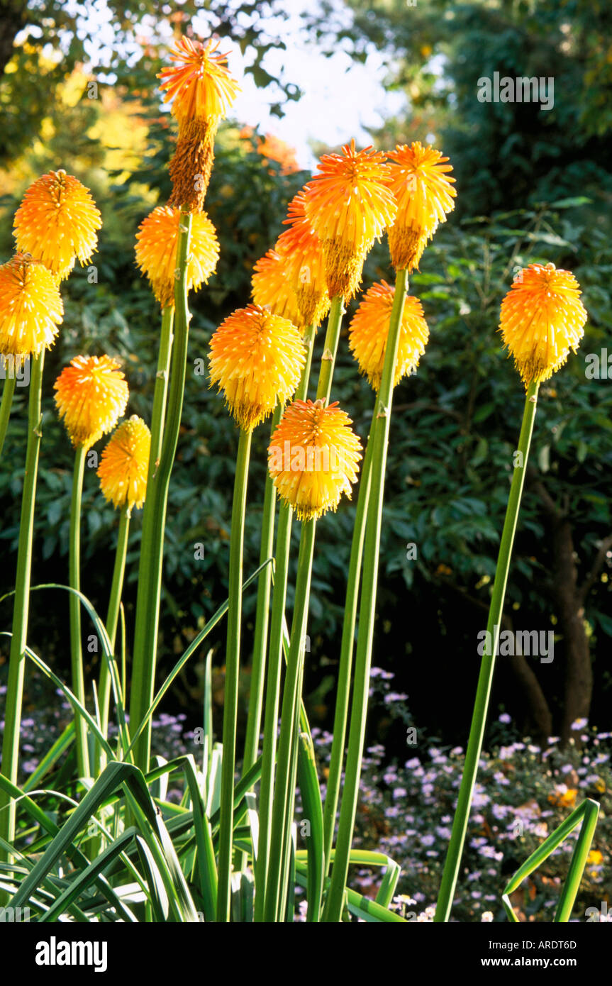 Rooperi hi-res stock photography and images - Alamy