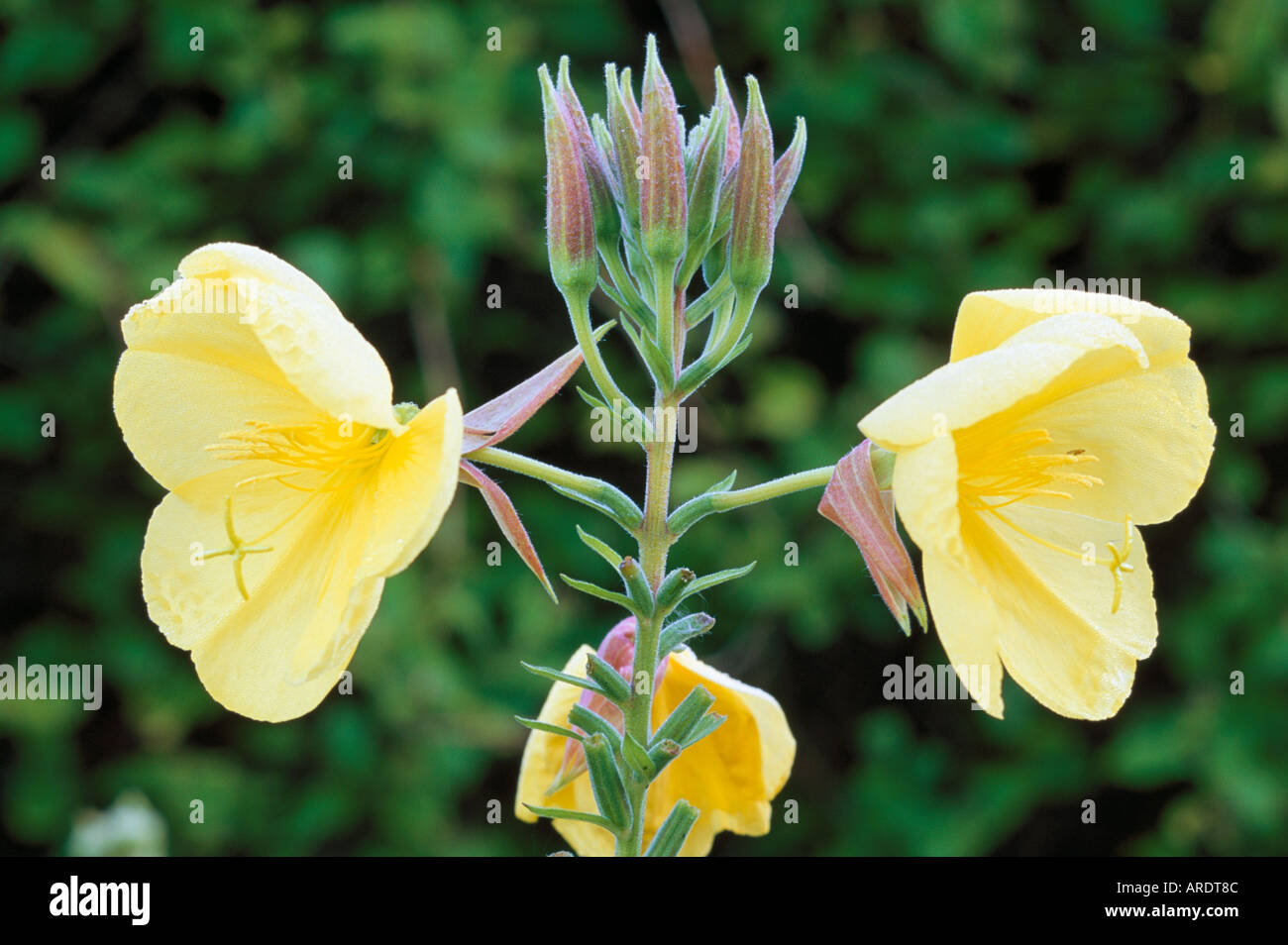 Oenethera biennis hi-res stock photography and images - Alamy