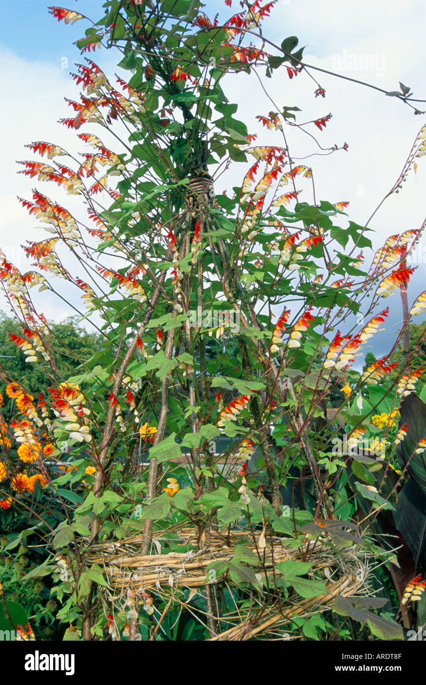 Ipomoea lobata climber hi-res stock photography and images - Alamy