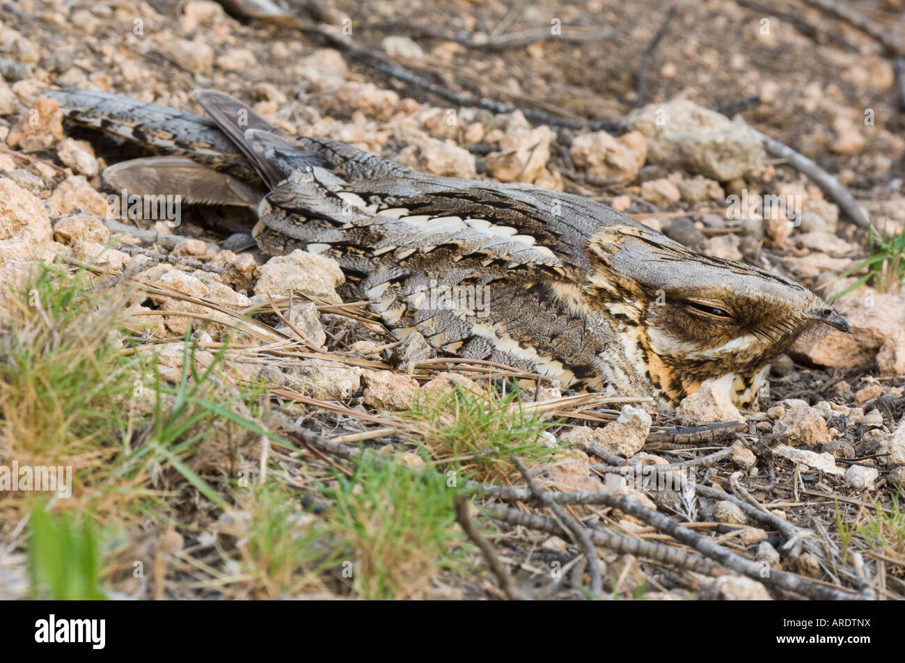 Nightjar eggs hi-res stock photography and images - Alamy