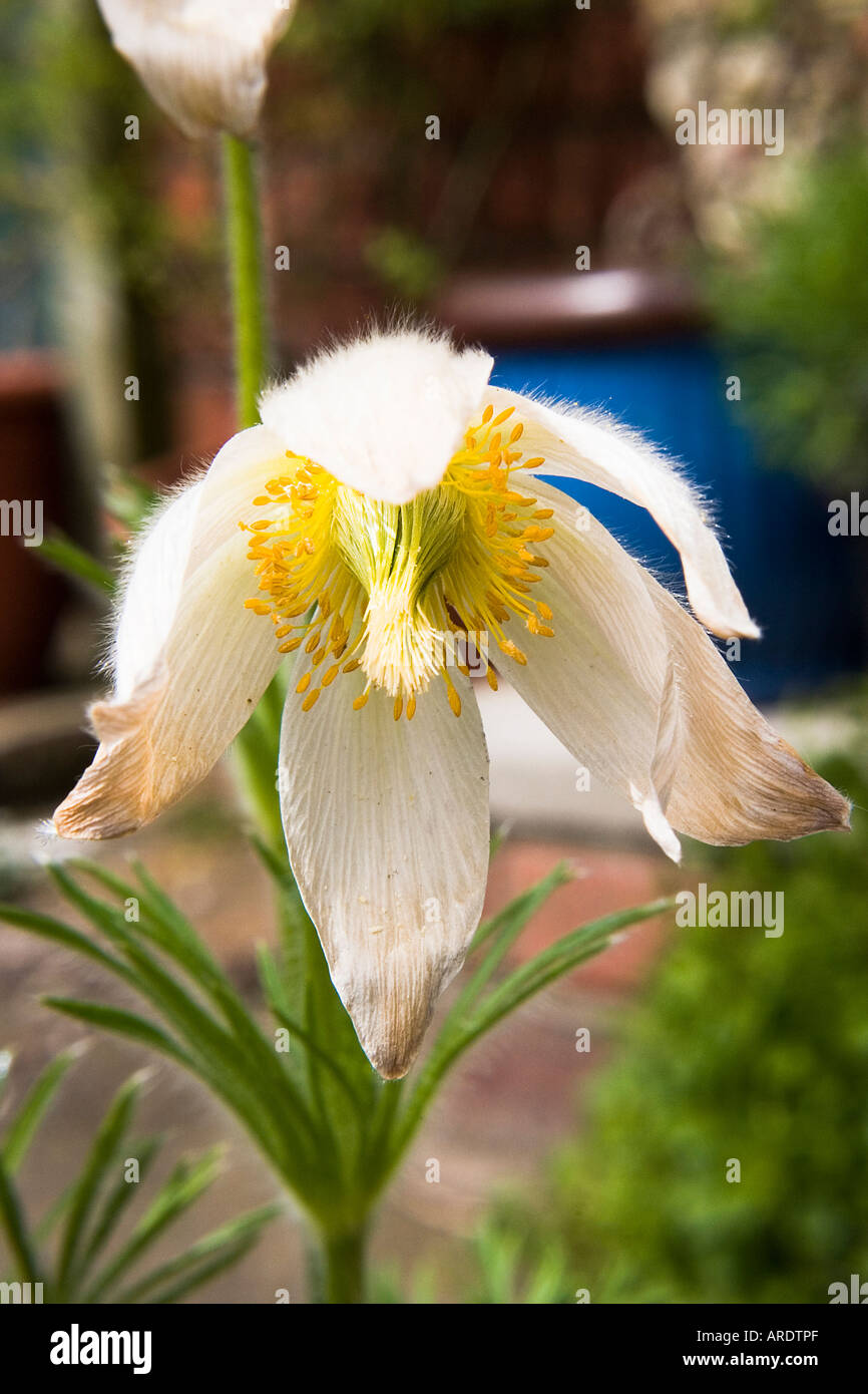 Pasque flower towards the end of flowering Stock Photo - Alamy