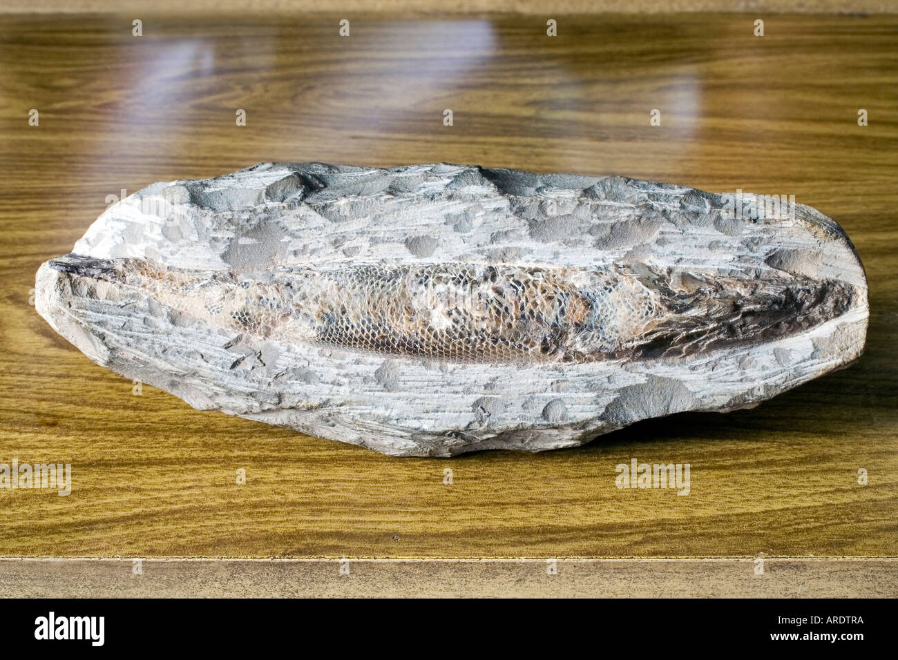 Pre historic fish hi-res stock photography and images - Alamy