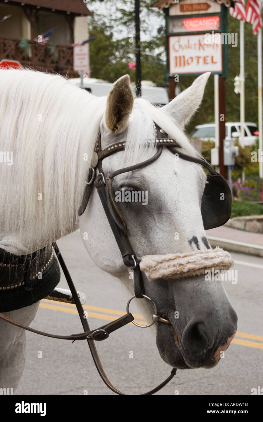 Helen Georgia USA horse drawing a carriage Stock Photo - Alamy