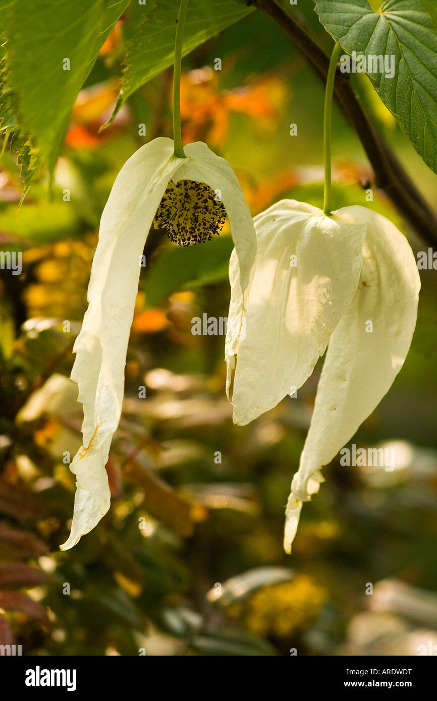 Two bracts of Davidia Involucrata Stock Photo - Alamy