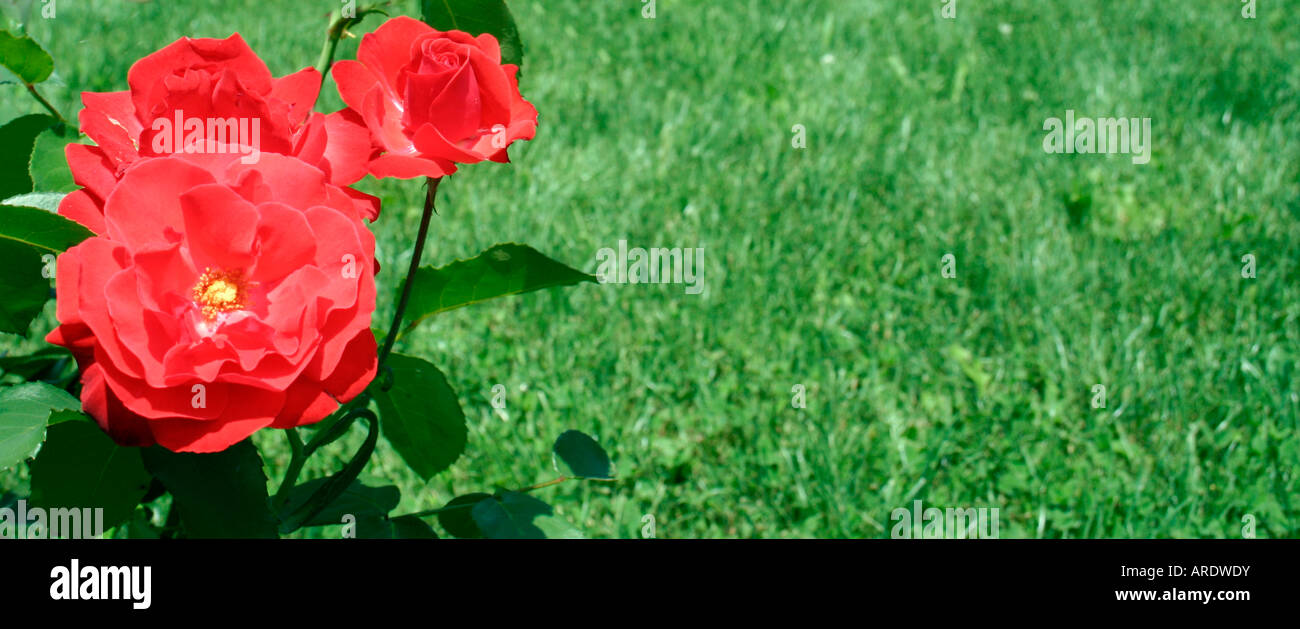 Red rose on the field Stock Photo - Alamy