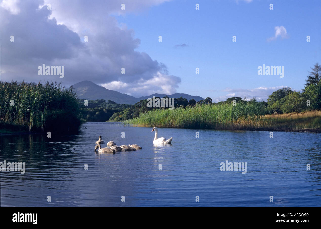 Big swan family hi-res stock photography and images - Alamy