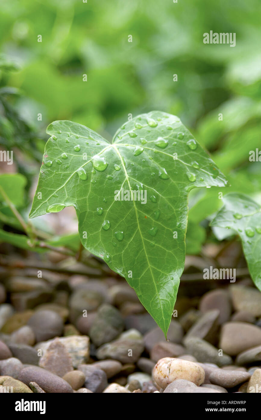 Single ivy leaf with rain droplets on and pebbles Stock Photo - Alamy