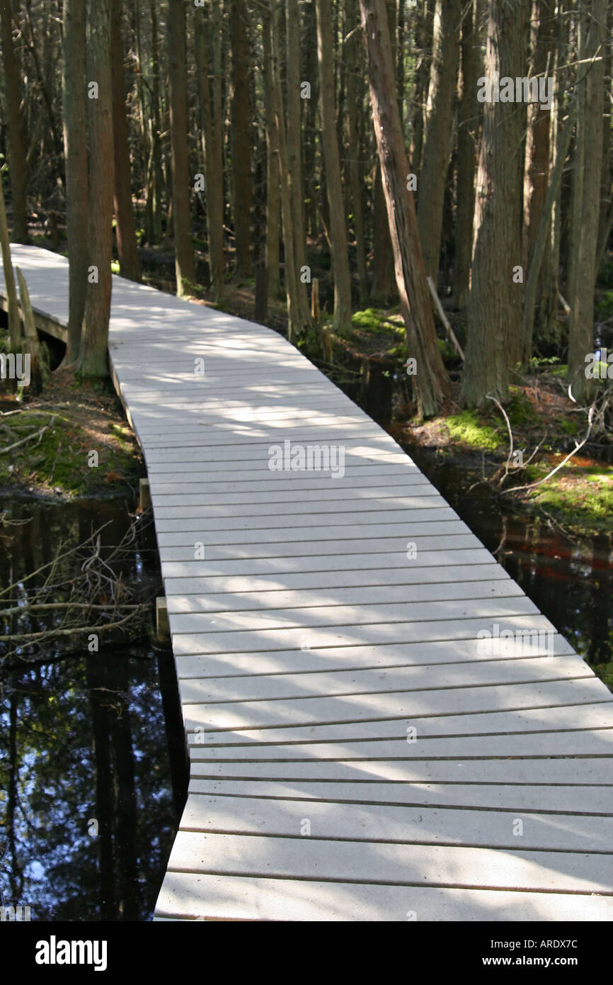 Atlantic White Cedar Swamp boardwalk near Marconi Station Cape Cod ...