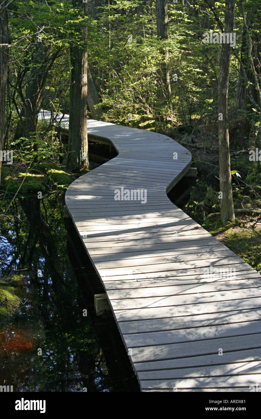 Atlantic White Cedar Swamp boardwalk near Marconi Station Cape Cod ...