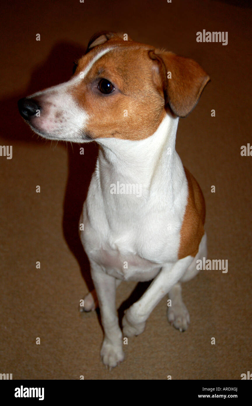 Jack Russel Terrier High Resolution Stock Photography and Images - Alamy