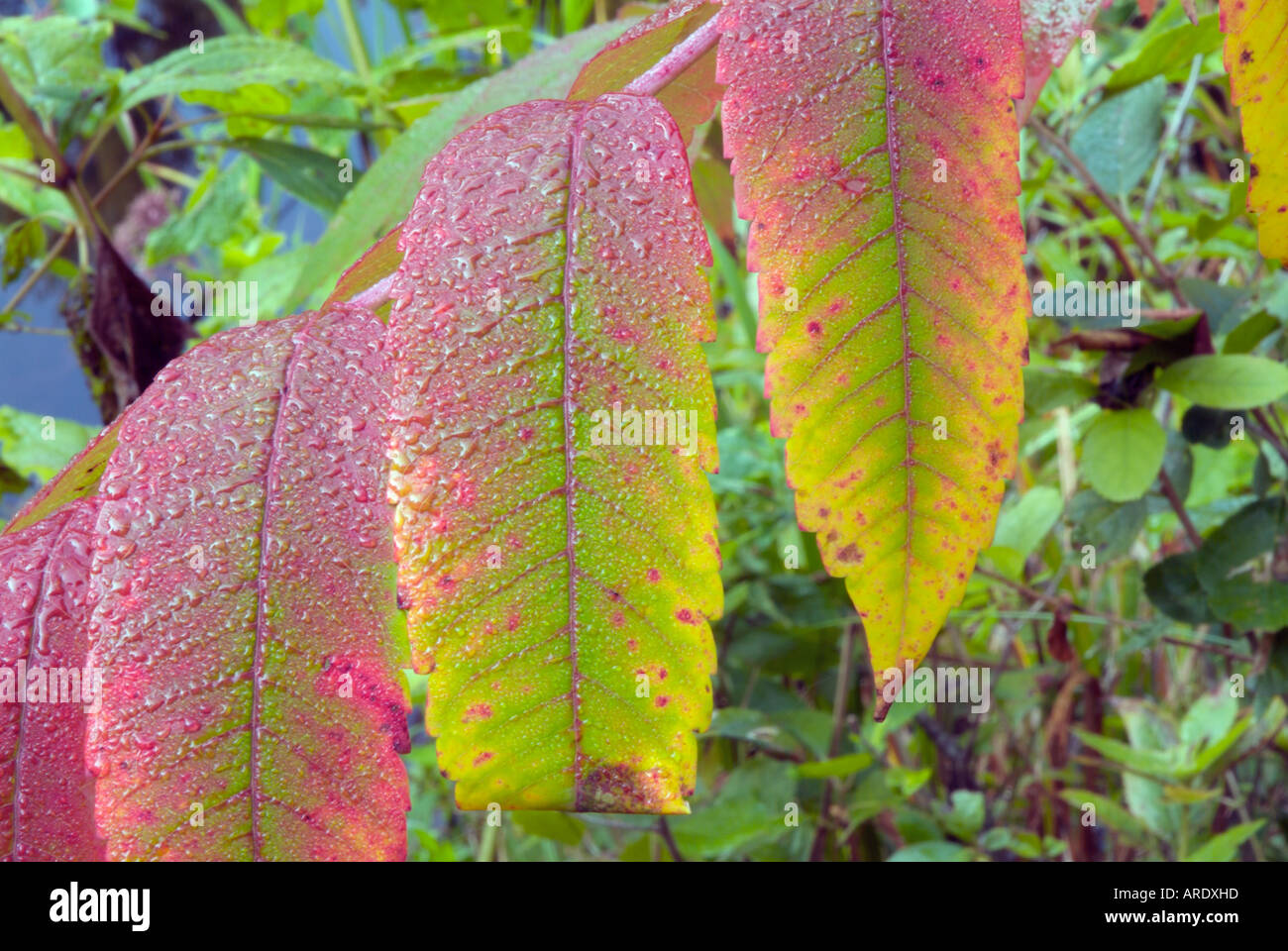 Staghorn Sumac leaves (Rhus typhina) during the autumn months in New ...