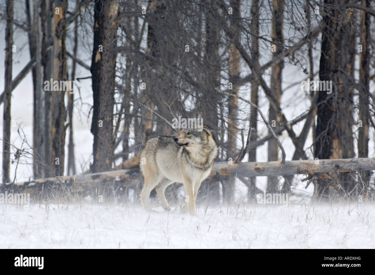 A wild Timber Wolf walking in the trees Stock Photo - Alamy