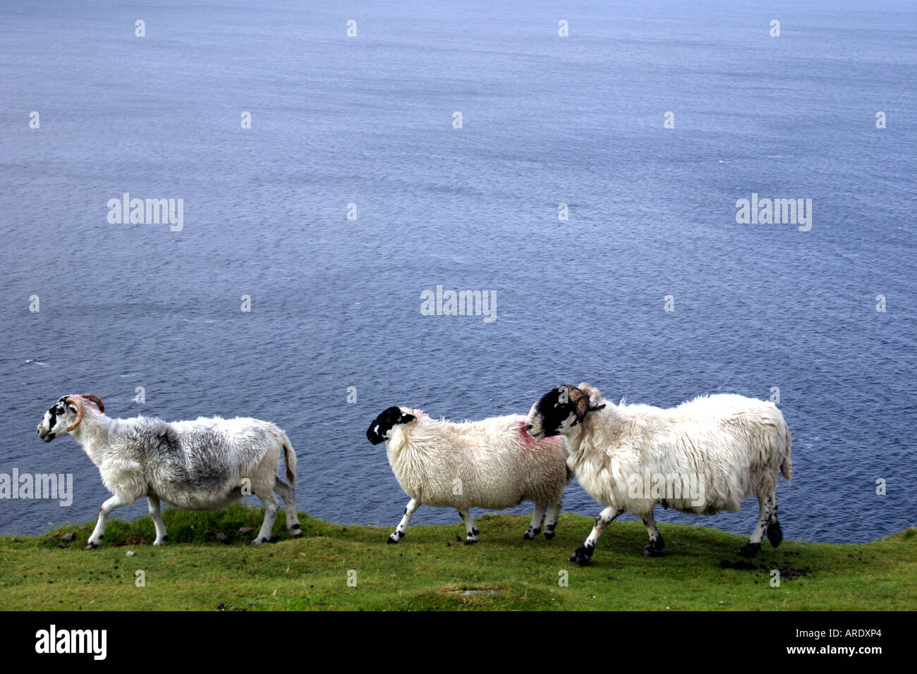 Sheep walk hi-res stock photography and images - Alamy