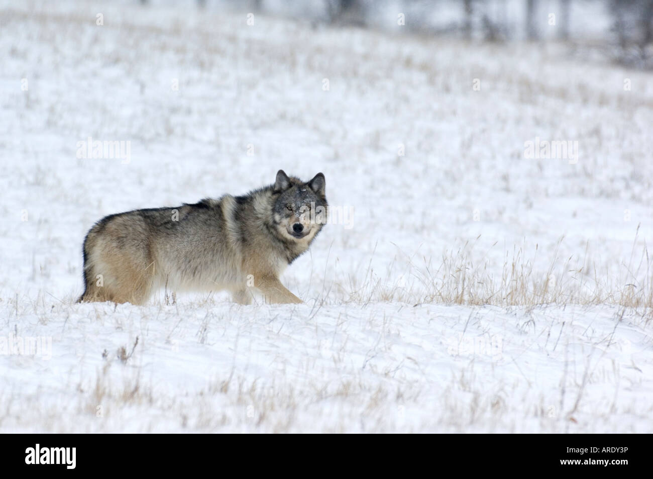 A wild Timber Wolf walking in the snow Stock Photo - Alamy