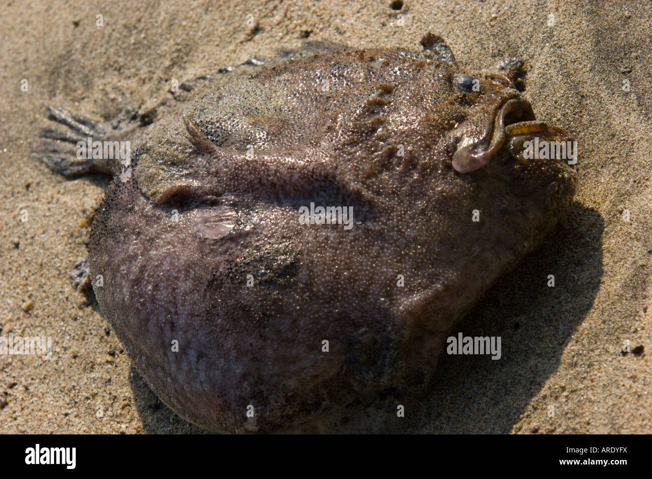 Angler fish hi-res stock photography and images - Alamy