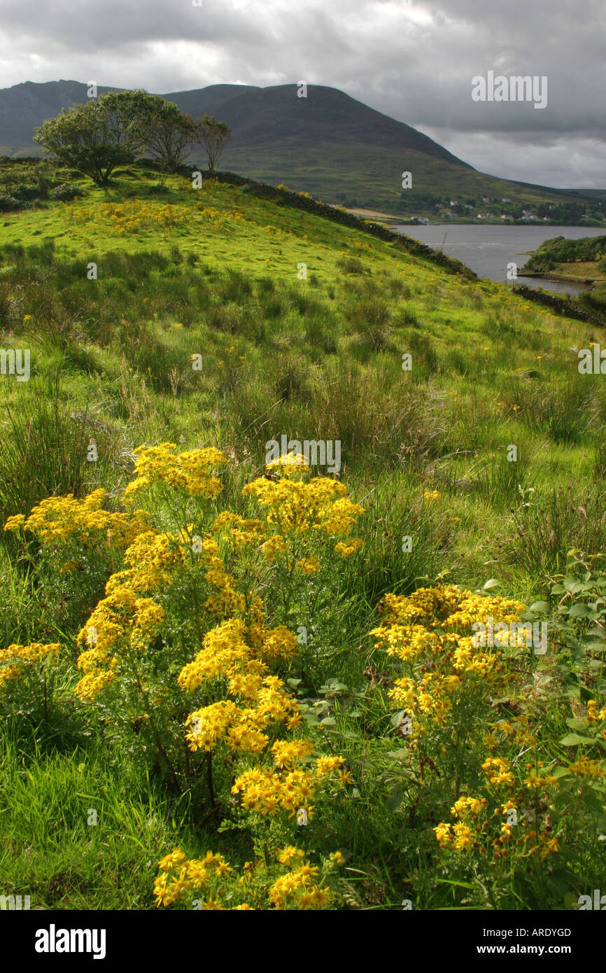 wild flowers and rolling hills at Teelin Bay, County Donegal, Ireland ...