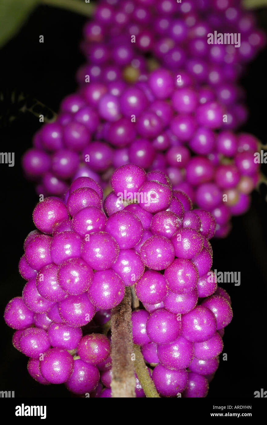 berry cluster of American Beautyberry, Callicarpa americana Stock Photo ...