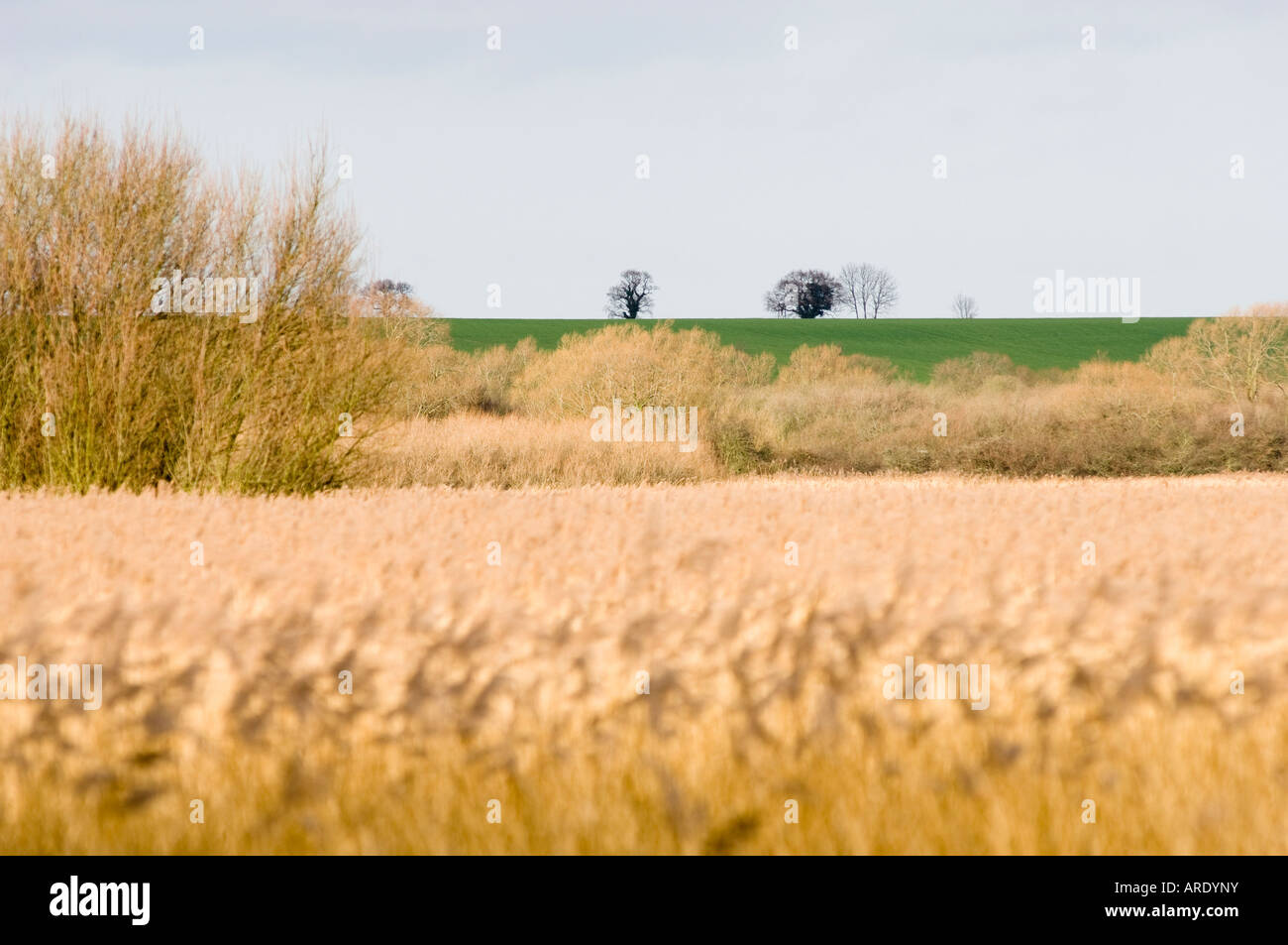 A view across the marshes at Stodmarsh National Nature Reserve Kent ...