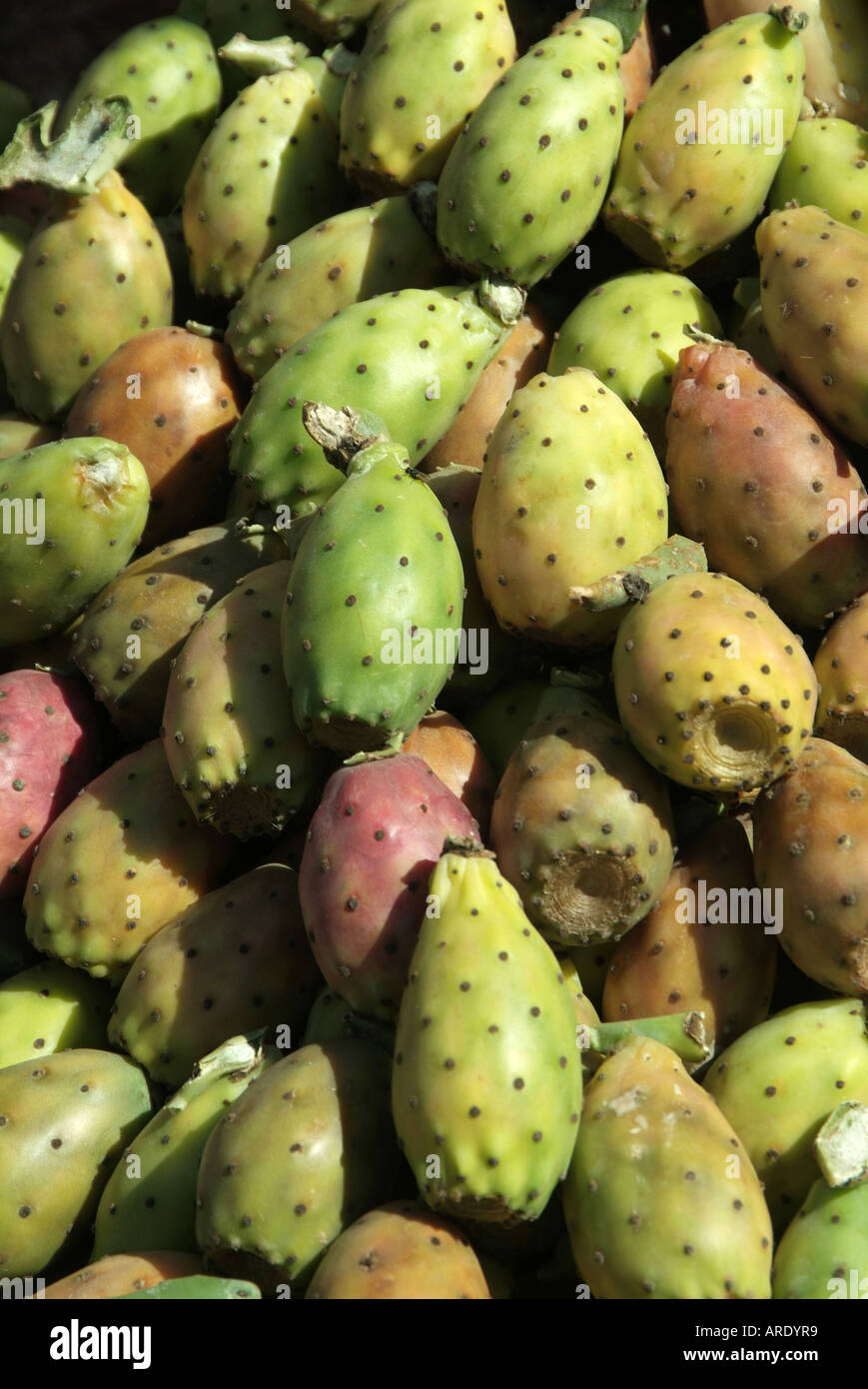 Catcus hi-res stock photography and images - Alamy