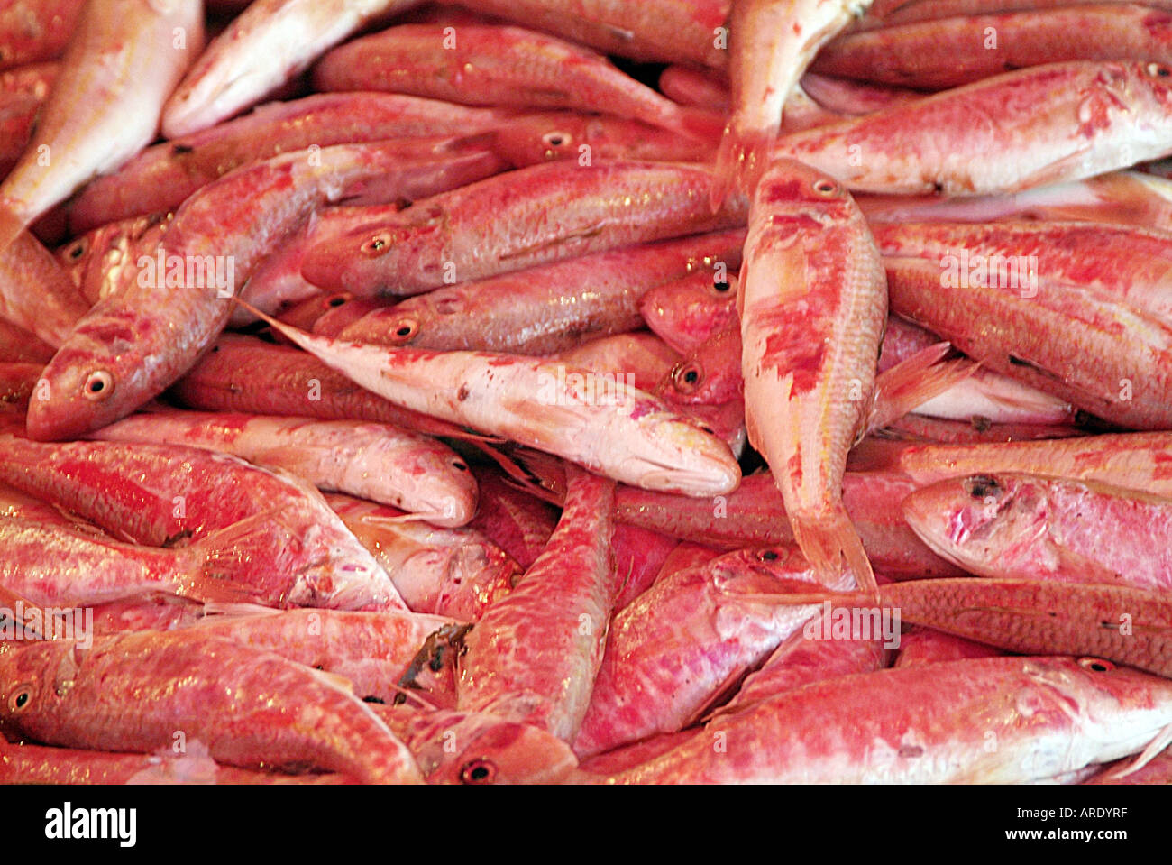 Red mullet fishmonger hi-res stock photography and images - Alamy