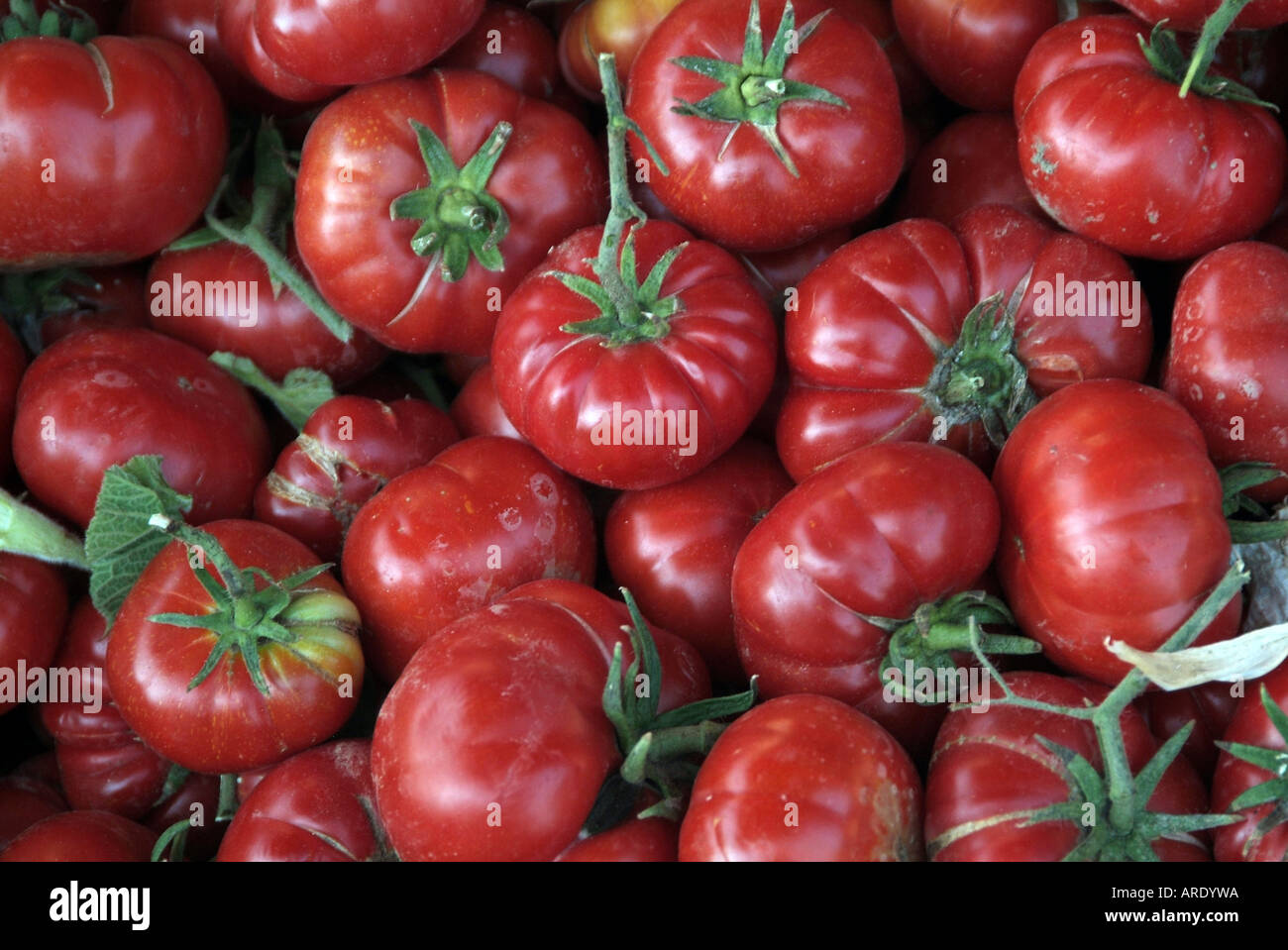 organic, tomato, tomatoes, fruit Stock Photo - Alamy