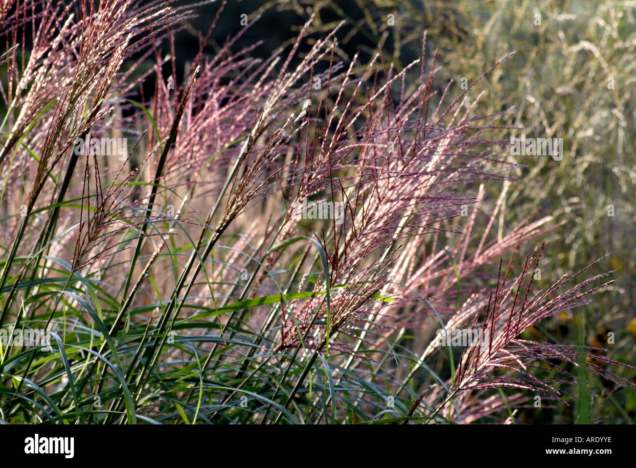 Miscanthus sinensis gracillimus starts flowering in September and then ...