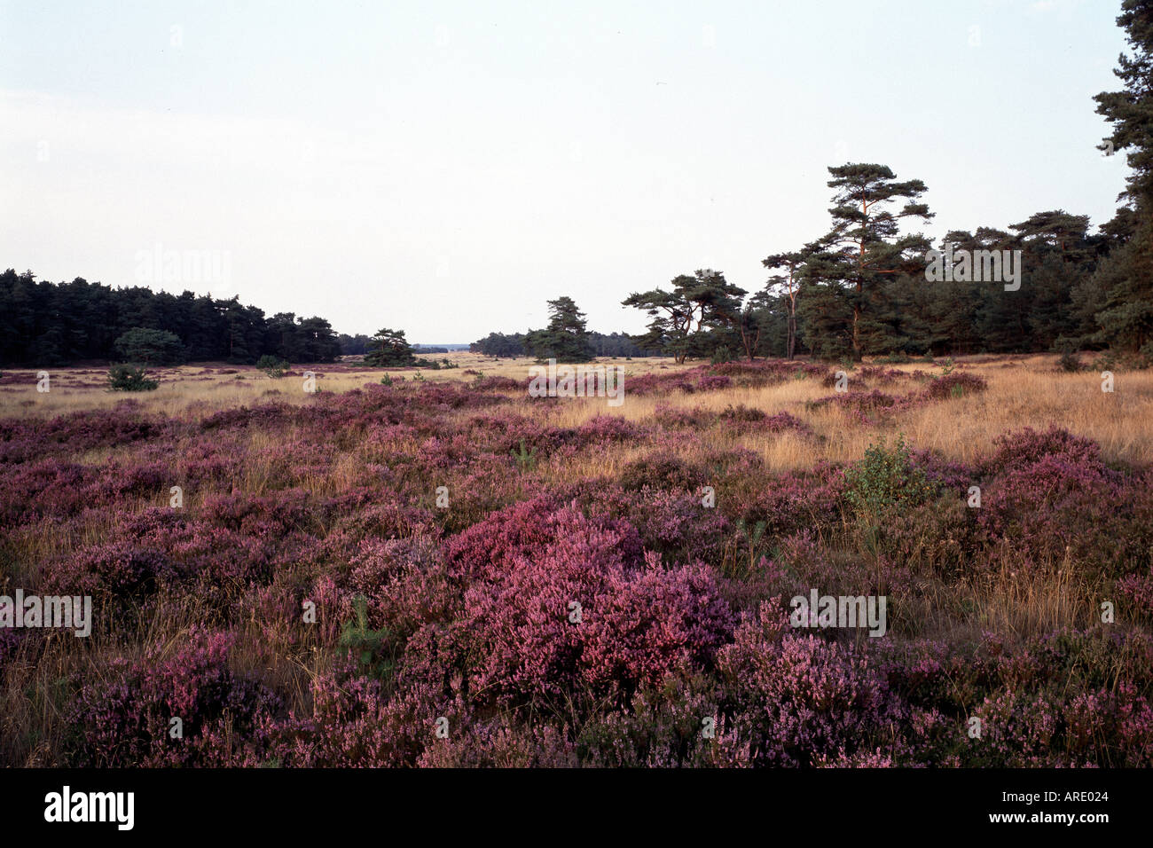 Heidelandschaft hi-res stock photography and images - Alamy