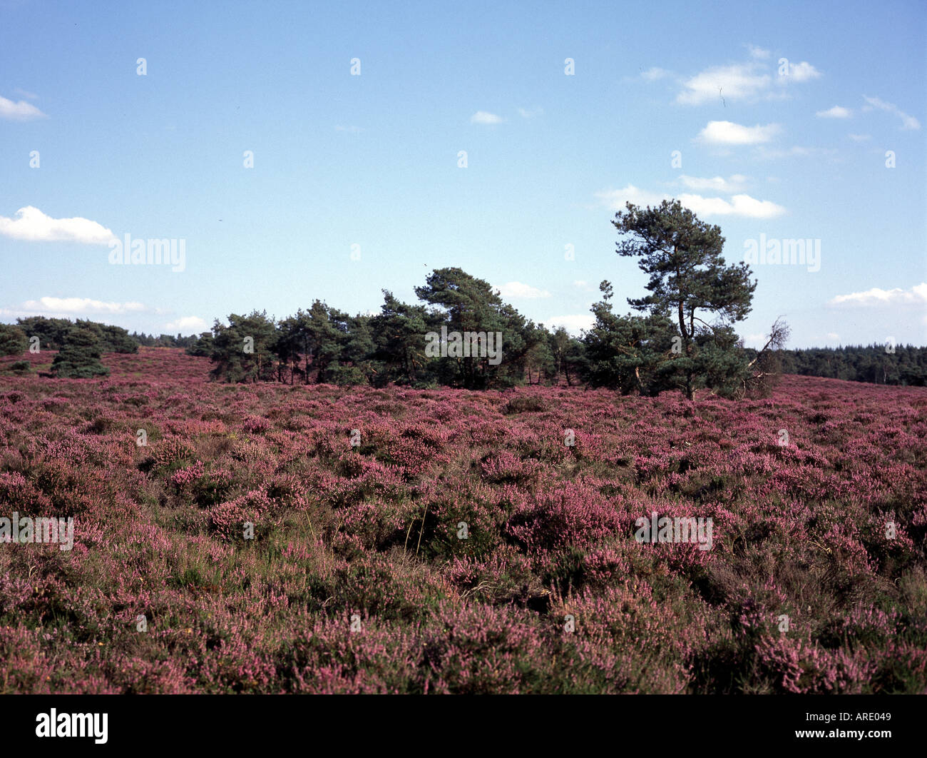 Hoge Veluwe, Heidelandschaft Stock Photo - Alamy