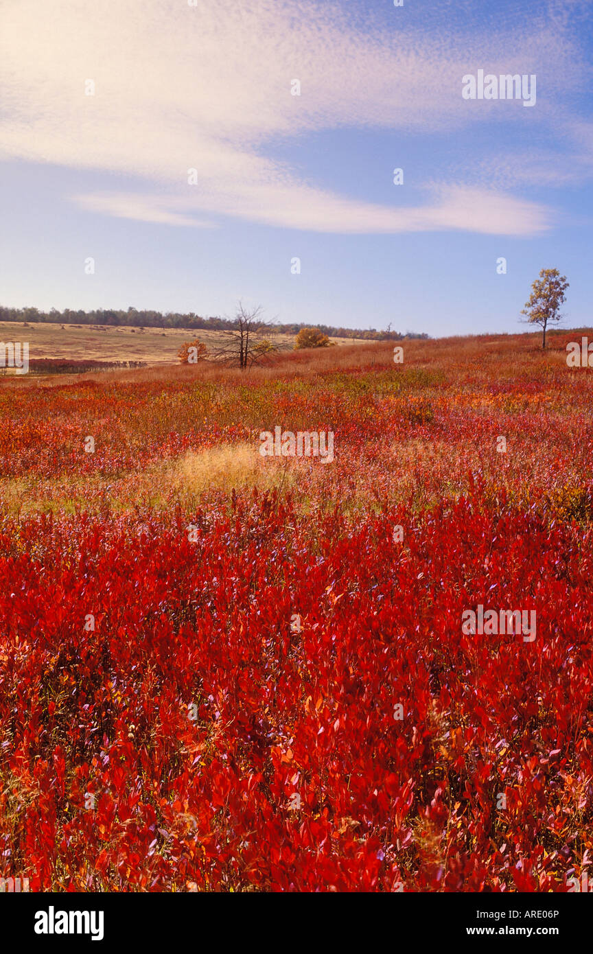 Big Meadows, Shenandoah National Park, Virginia, USA Stock Photo - Alamy