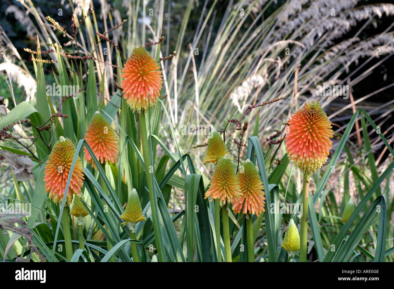 Kniphofia rooperi provides colour during late September and October in ...