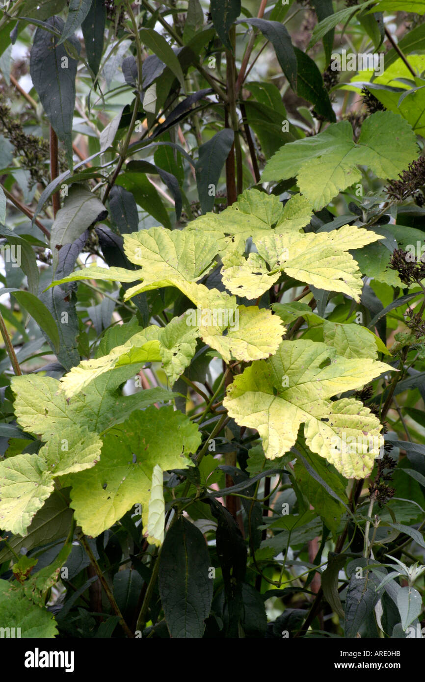 Humulus lupulus aureus hi-res stock photography and images - Alamy