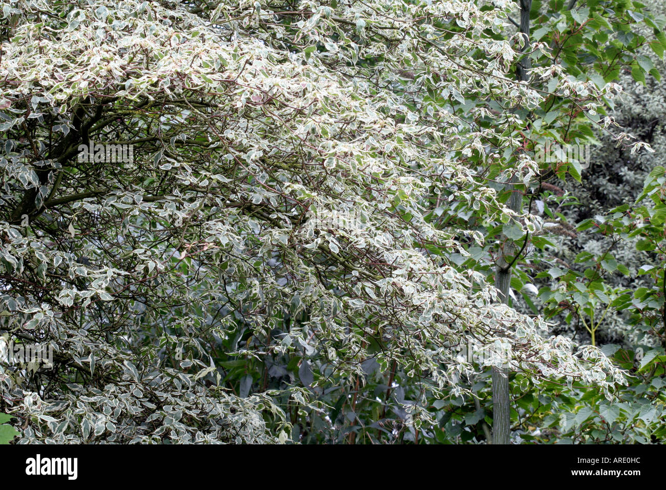Cornus alternifolia argentea hi-res stock photography and images - Alamy