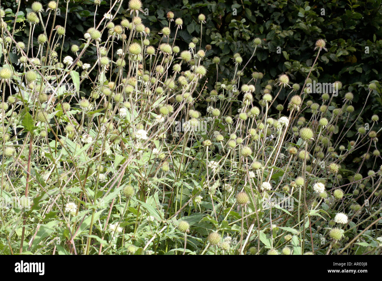 Dipsacus inermis hi-res stock photography and images - Alamy