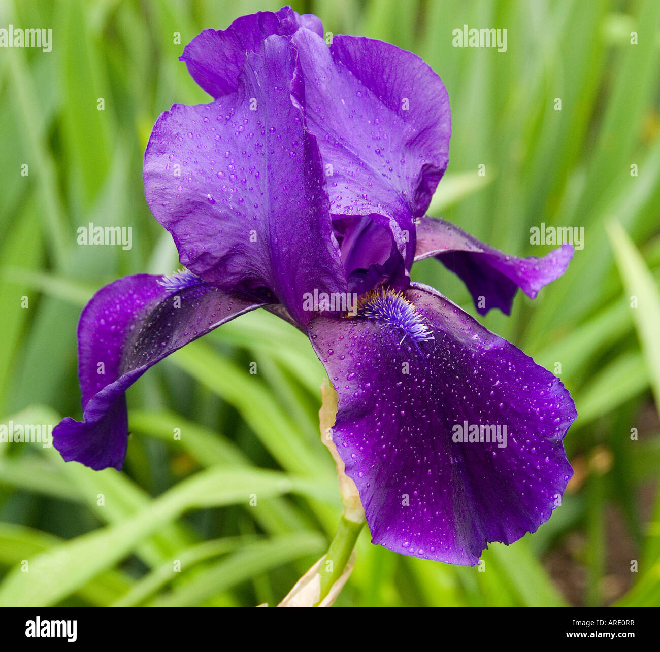Violet iris flower close up Stock Photo - Alamy