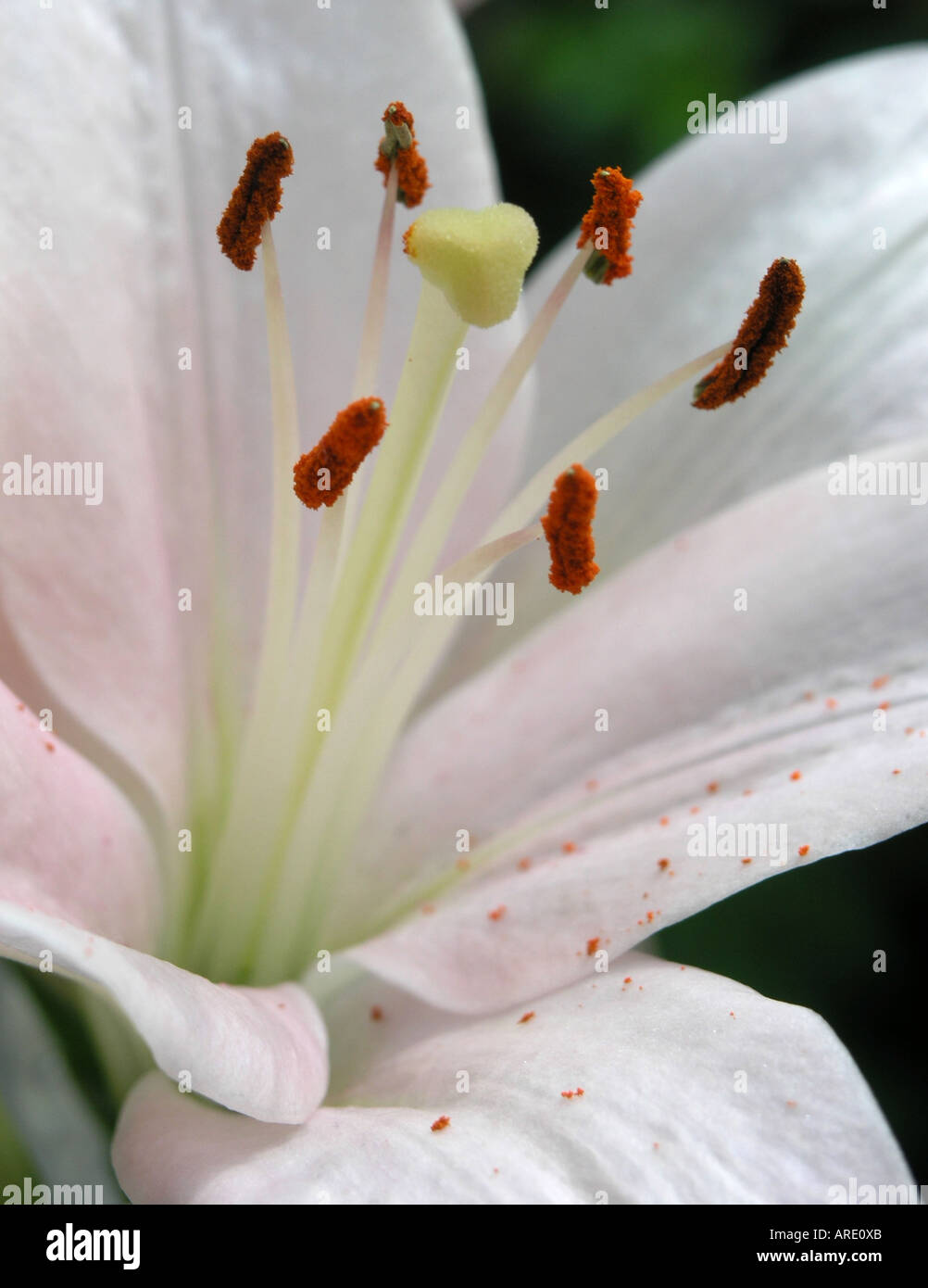 White lily death hi-res stock photography and images - Alamy
