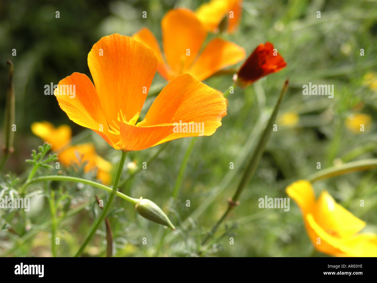 Californian Poppy group Stock Photo - Alamy