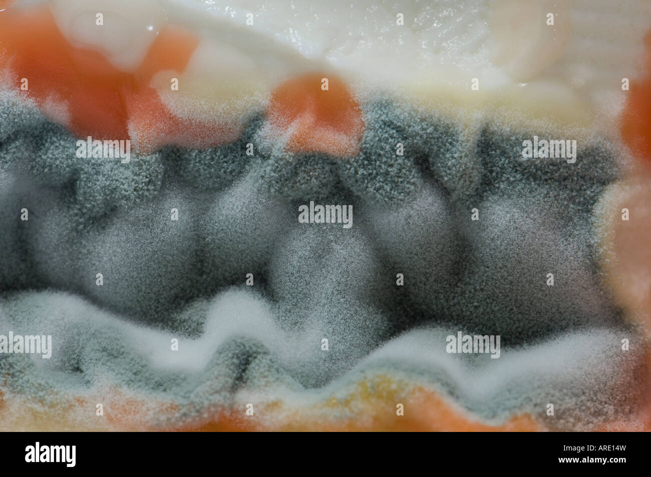 Fungus and bacterial colonies growing on a piece of spoiled soft cheese ...